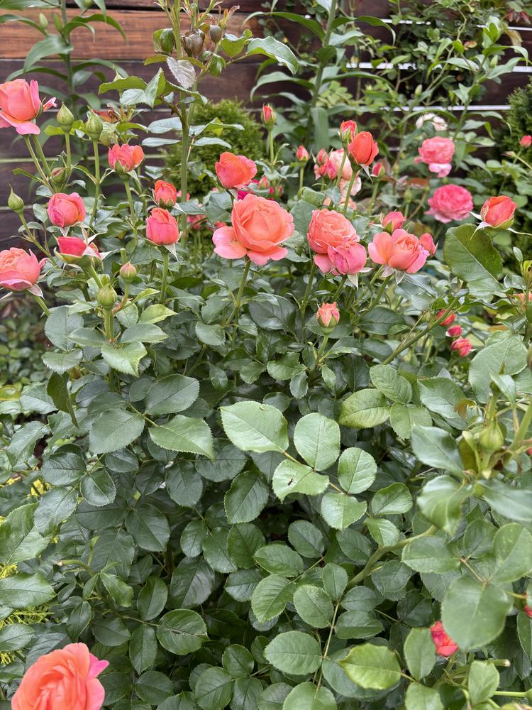 Coral Knock Out in the Roses forum - Garden.org