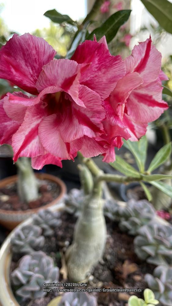 Photo of the bloom of Desert Rose (Adenium 'Sab Sam Boon') posted by ...