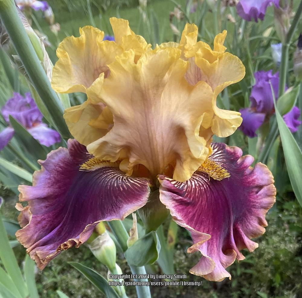 Photo of the bloom of Tall Bearded Iris (Iris 'Vivid Sunset') posted by ...