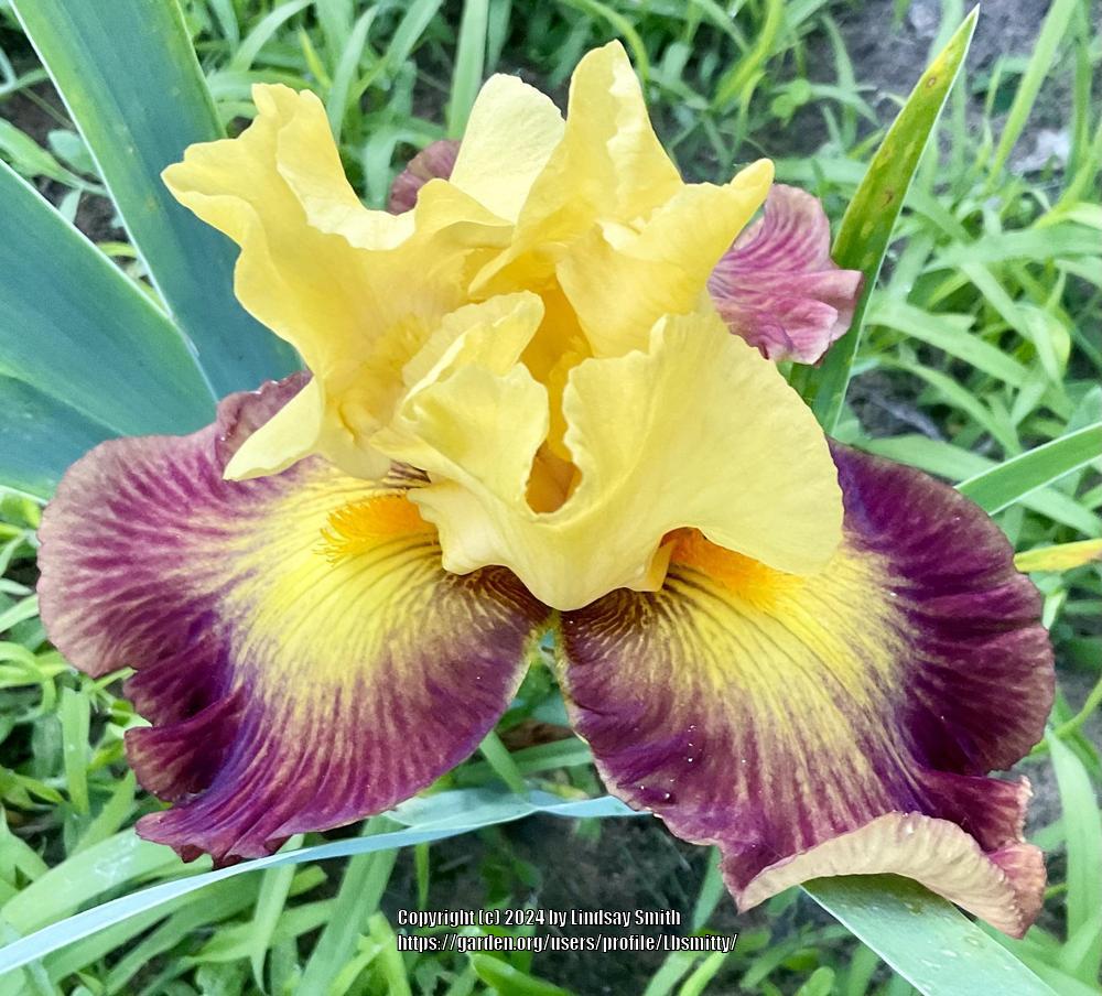 Photo of the bloom of Tall Bearded Iris (Iris 'Hot Danish') posted by Lbsmitty - Garden.org