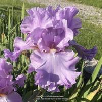 Photo of the bloom of Tall Bearded Iris (Iris 'Ruffled Goddess') posted ...