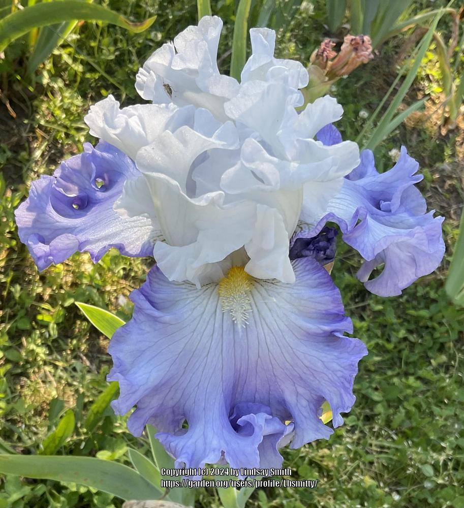 Photo of the bloom of Tall Bearded Iris (Iris 'Caribbean Queen') posted ...