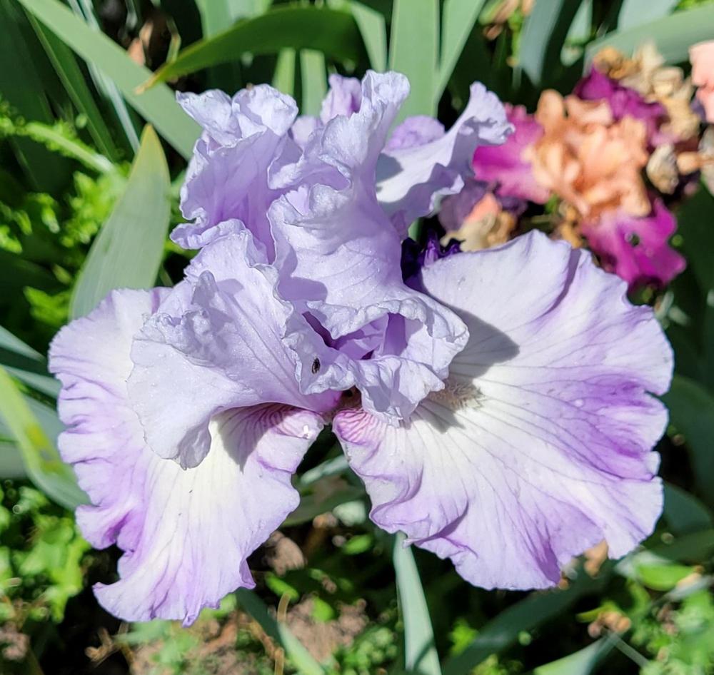 Photo of the bloom of Tall Bearded Iris (Iris 'French Lilacs') posted ...