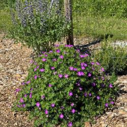 Bloody Cranesbill (Geranium sanguineum 'Vision Violet') in the ...
