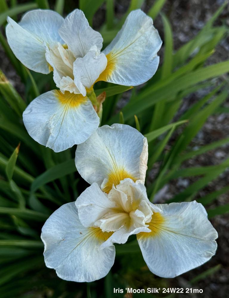 Photo of the bloom of Siberian Iris (Iris 'Moon Silk') posted by ...
