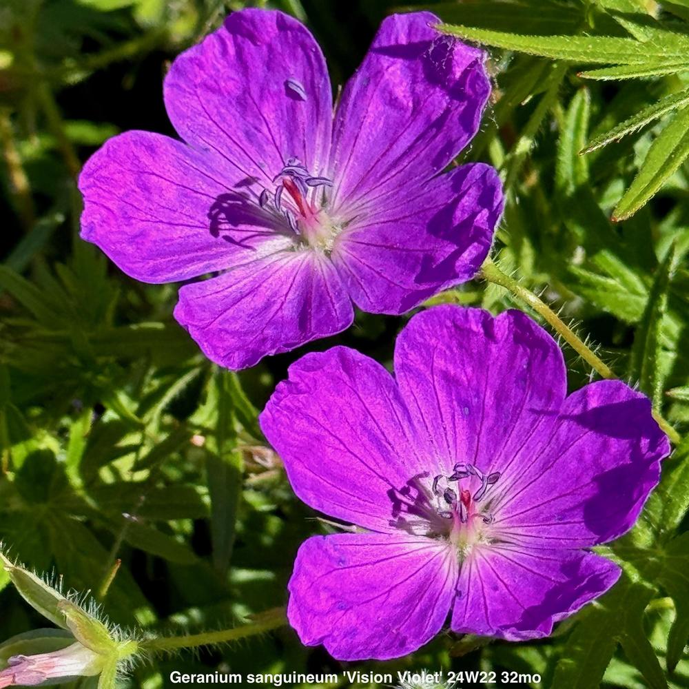 Bloody Cranesbill (Geranium sanguineum 'Vision Violet') in the ...