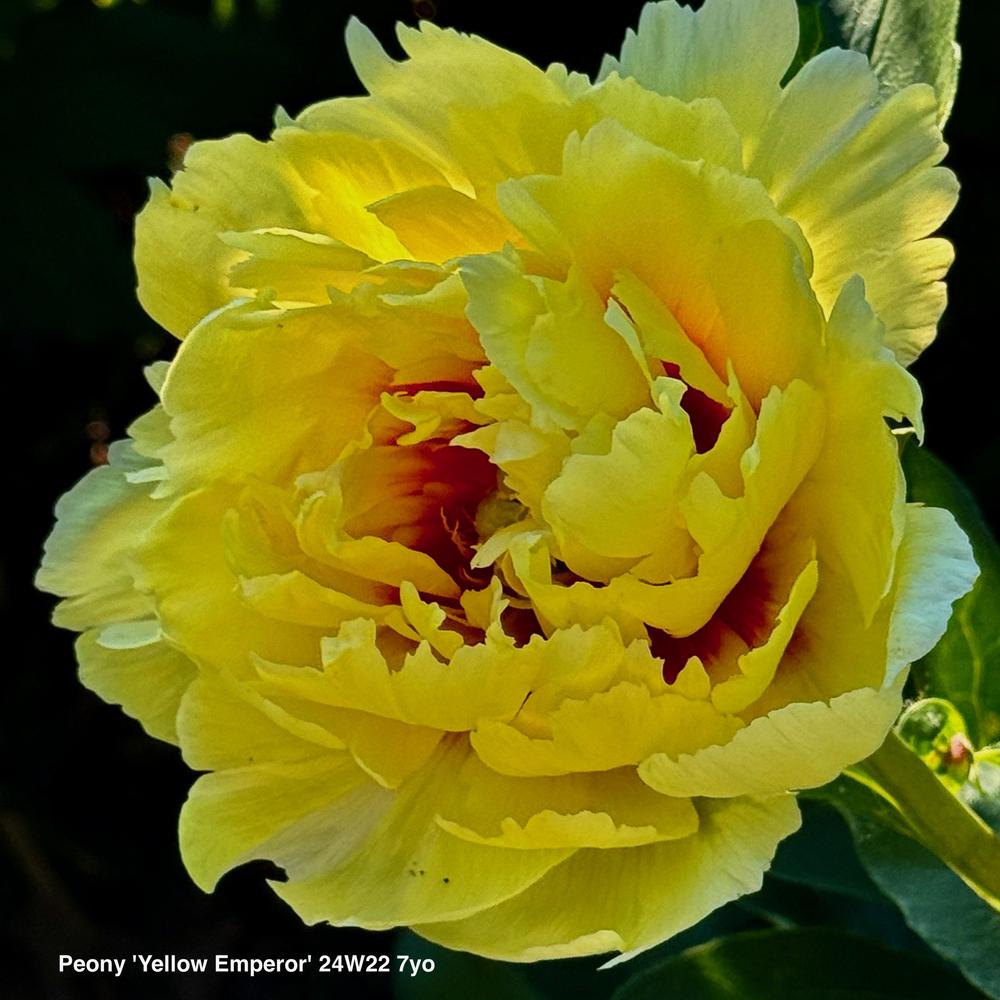 Photo of the bloom of Intersectional Peony (Paeonia 'Yellow Emperor ...