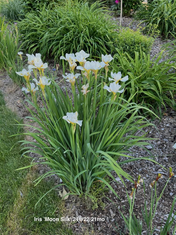 Photo of the entire plant of Siberian Iris (Iris 'Moon Silk') posted by ...