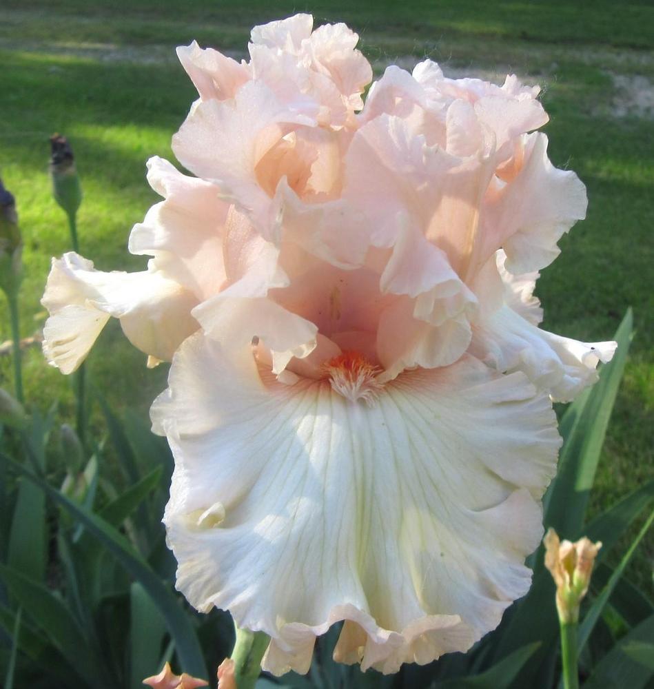 Tall Bearded Iris (Iris 'License to Frill') in the Irises Database ...