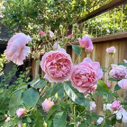 Rose (Rosa 'Colette') in the Roses Database - Garden.org