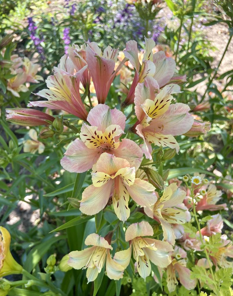 Photo of the bloom of Peruvian Lily (Alstroemeria Inca Ice™) posted by ...