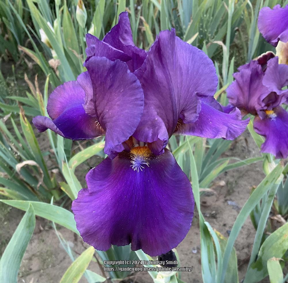 Photo of the bloom of Tall Bearded Iris (Iris 'Constance West') posted ...