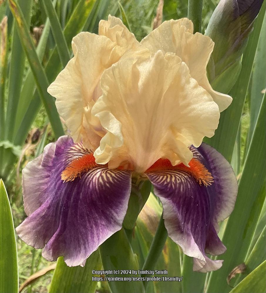 Photo of the bloom of Tall Bearded Iris (Iris 'Smith Rock') posted by ...