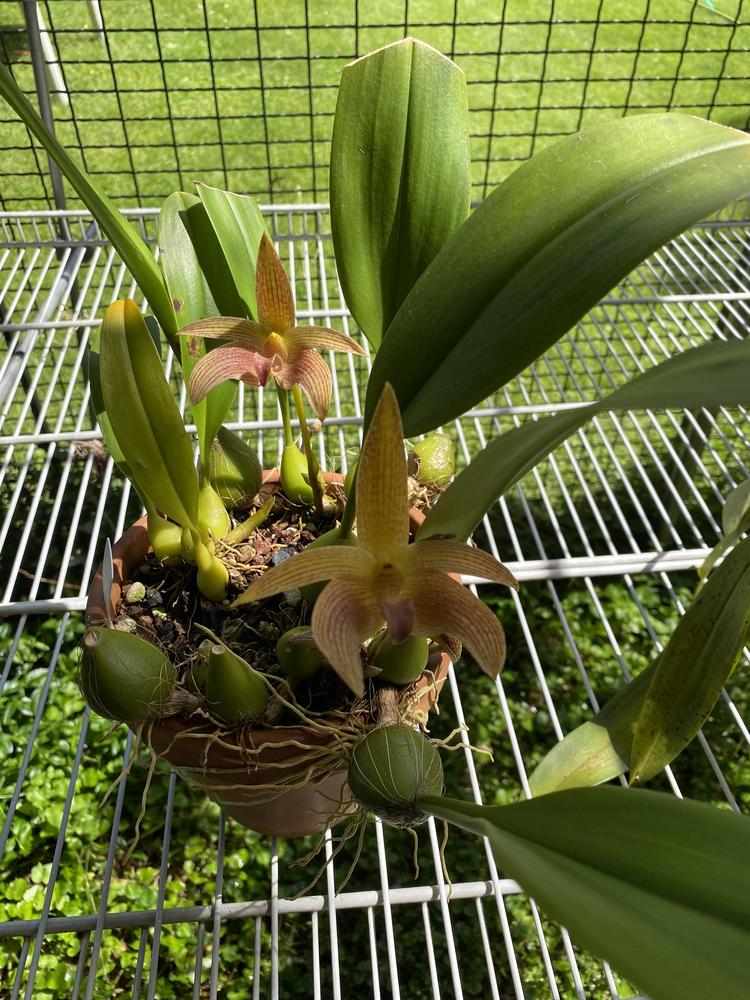 Our Orchid blooms in June 2024 🥀 in the Orchids forum - Garden.org