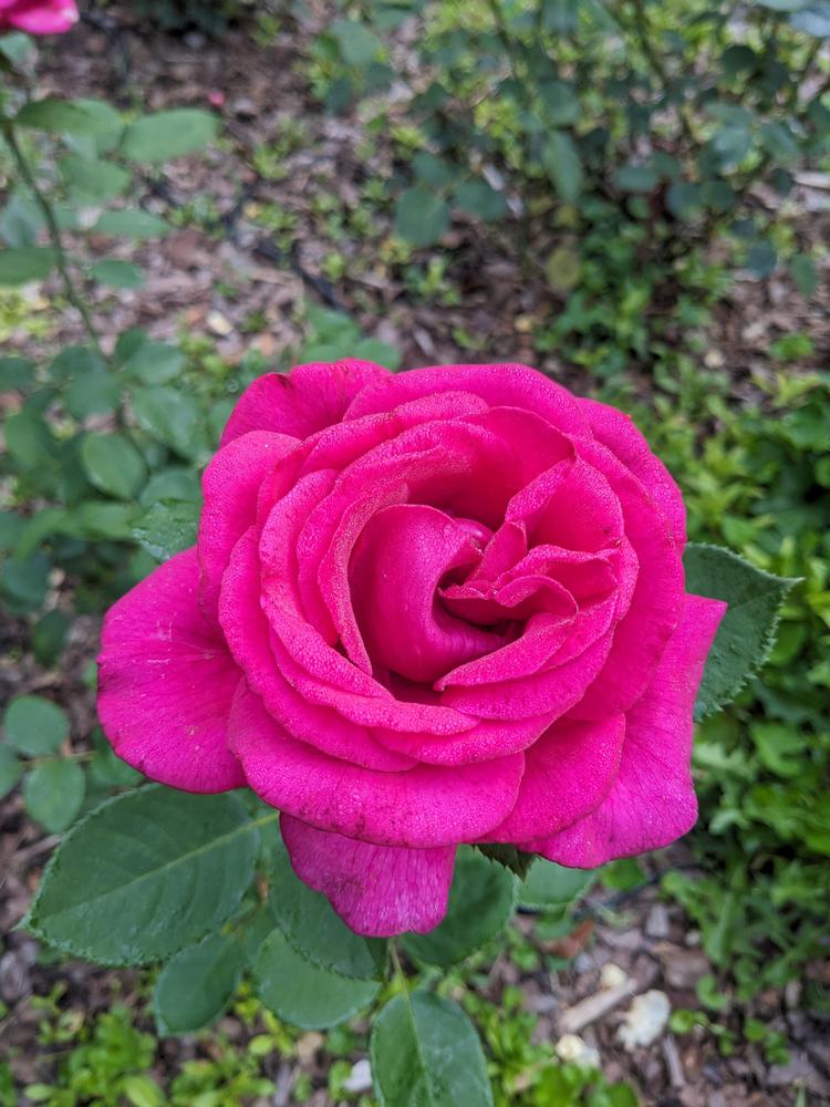 Photo of the bloom of Rose (Rosa 'Della Reese') posted by hayselaura ...