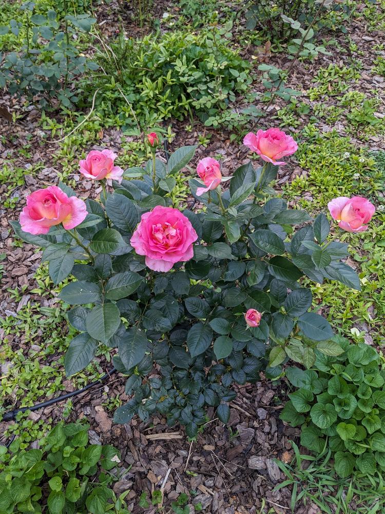 Photo of the entire plant of Rose (Rosa 'Pink Paradise') posted by ...