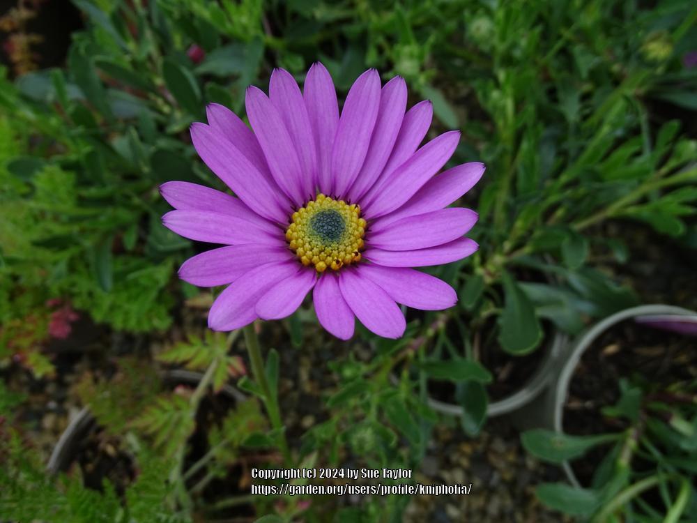 Photo of the bloom of African Daisy (Dimorphotheca jucunda) posted by ...