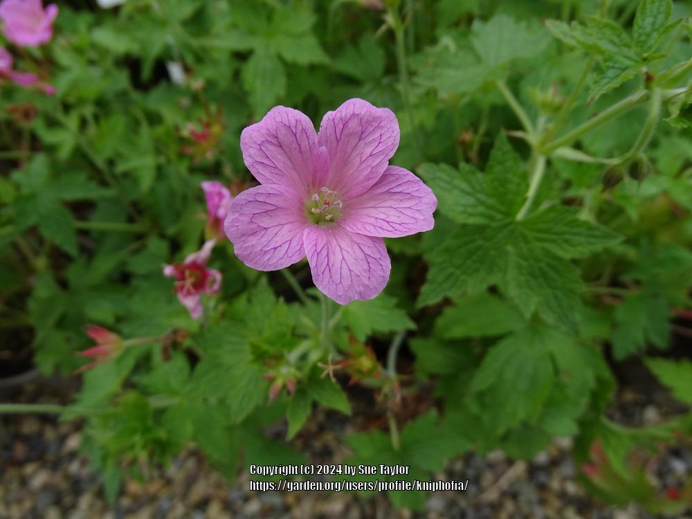 Photo of the bloom of Endres Cranesbill (Geranium endressii) posted by ...