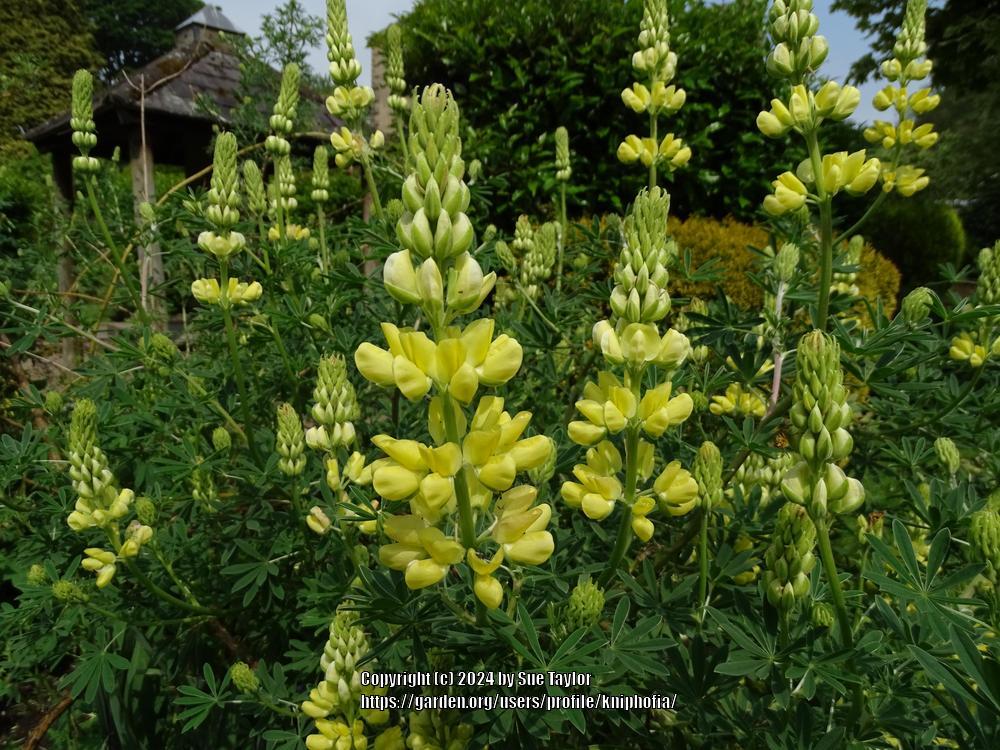Photo of the bloom of Tree Lupin (Lupinus arboreus) posted by kniphofia ...