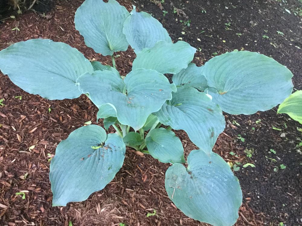 Photo of the entire plant of Hosta 'Ruffles n Ridges' posted by ...