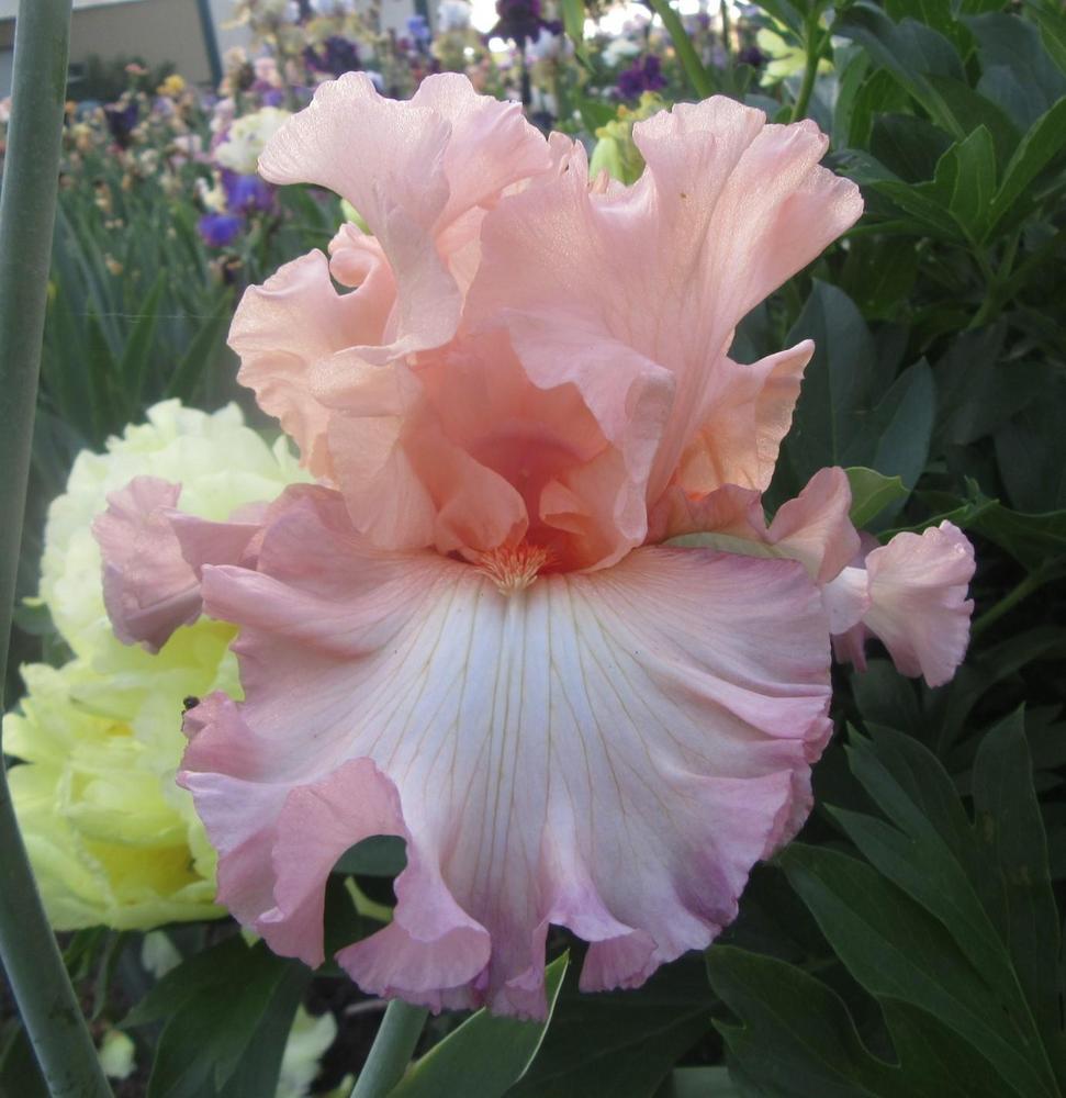 Photo of the bloom of Tall Bearded Iris (Iris 'Naked Beauty') posted by ...