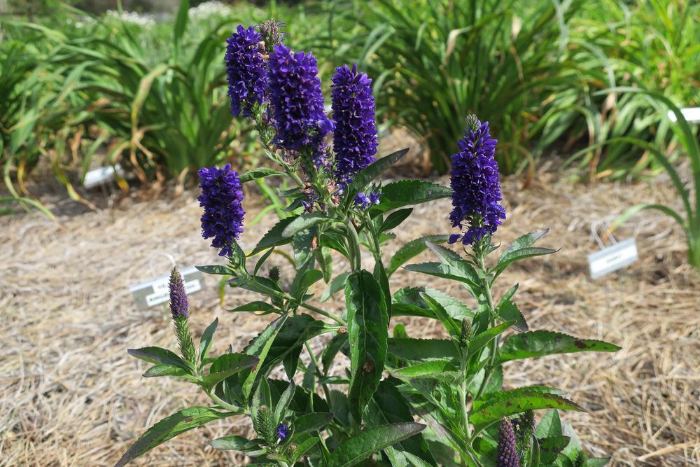 Speedwell (Veronica longifolia Vernique™ Blue) in the Veronicas ...