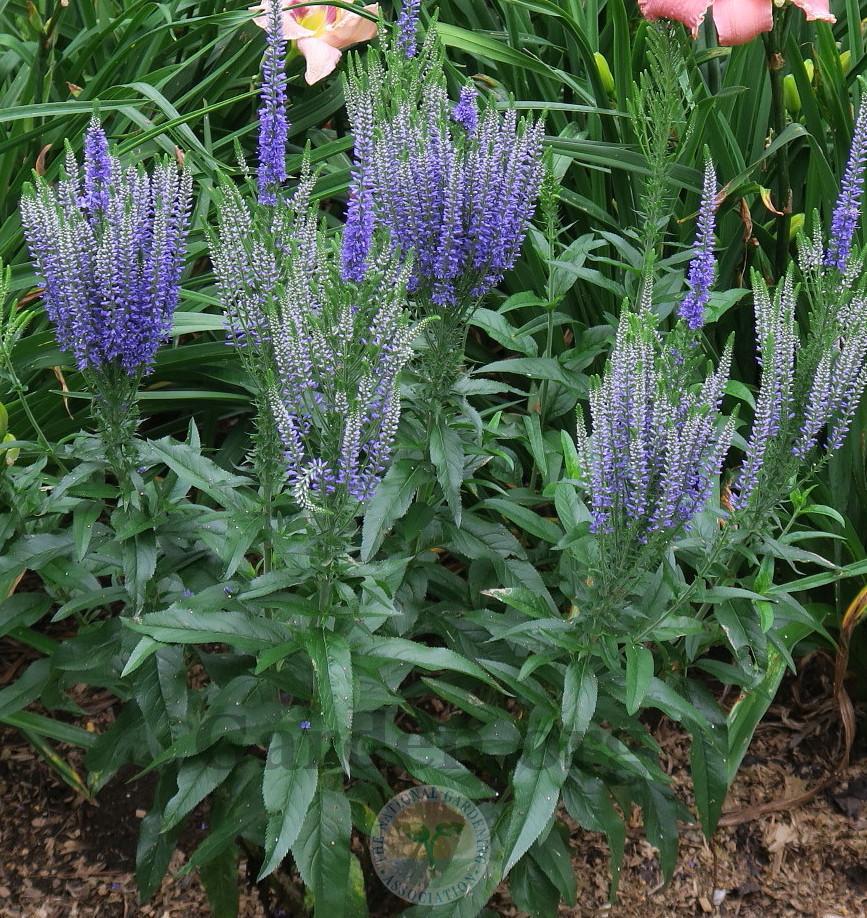 Photo of the entire plant of Speedwell (Veronica 'Bicolor Explosion ...