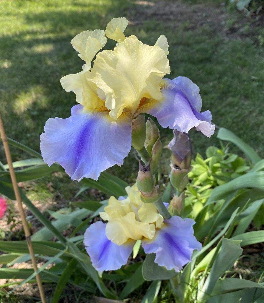 Photo of the bloom of Tall Bearded Iris (Iris 'Easter Candy') posted by ...