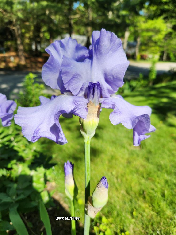 Photo of the bloom of Tall Bearded Iris (Iris 'Open Ocean') posted by ...