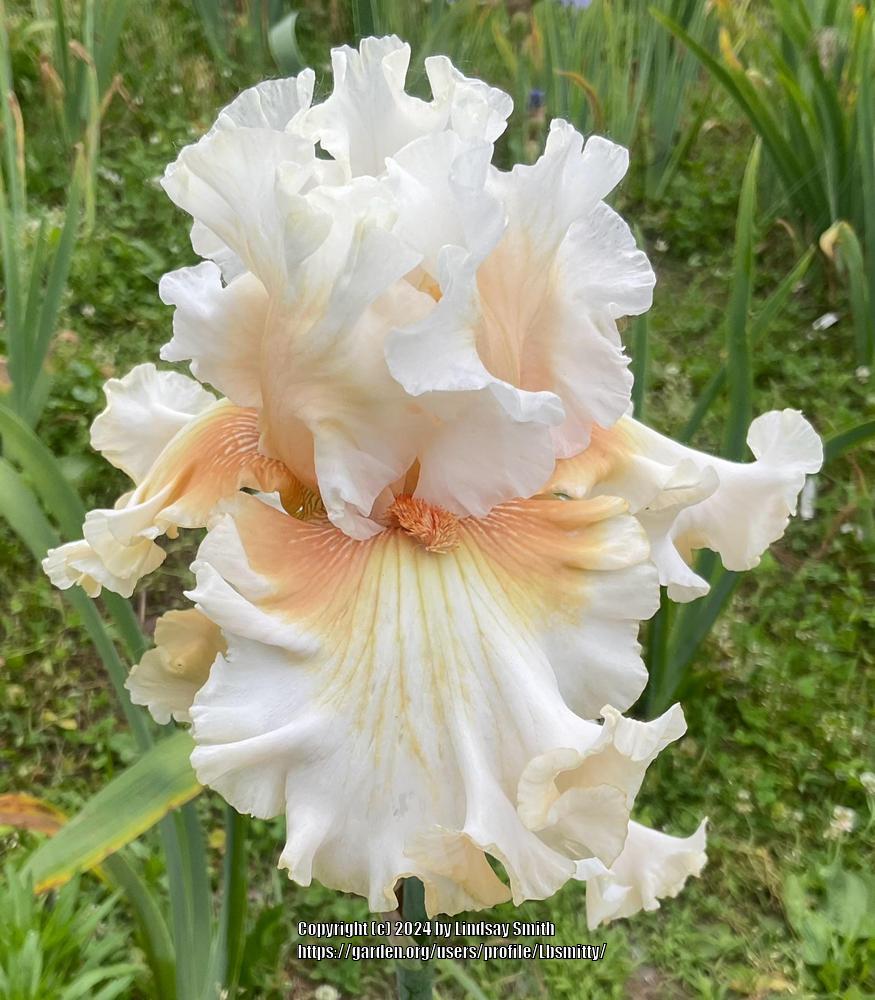 Photo of the bloom of Tall Bearded Iris (Iris 'Ten of Hearts') posted by Lbsmitty - Garden.org