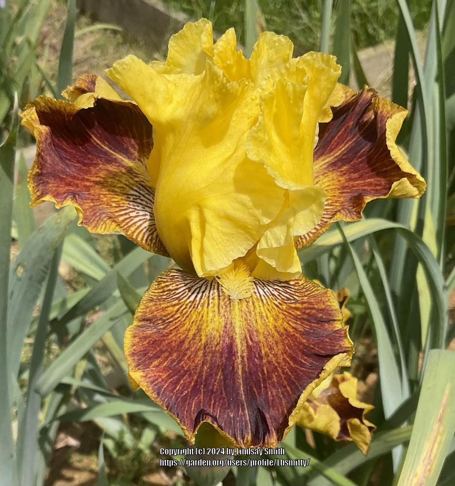 Photo of the bloom of Tall Bearded Iris (Iris 'French Riviera') posted ...