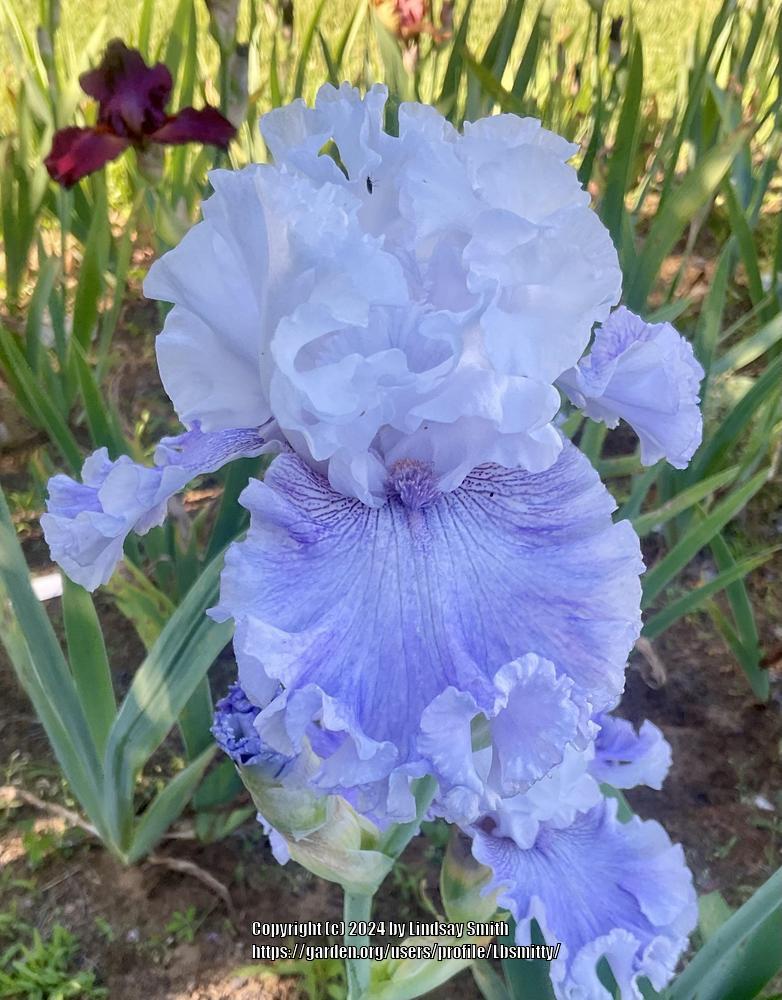 Photo of the bloom of Tall Bearded Iris (Iris 'Vintage Look') posted by ...