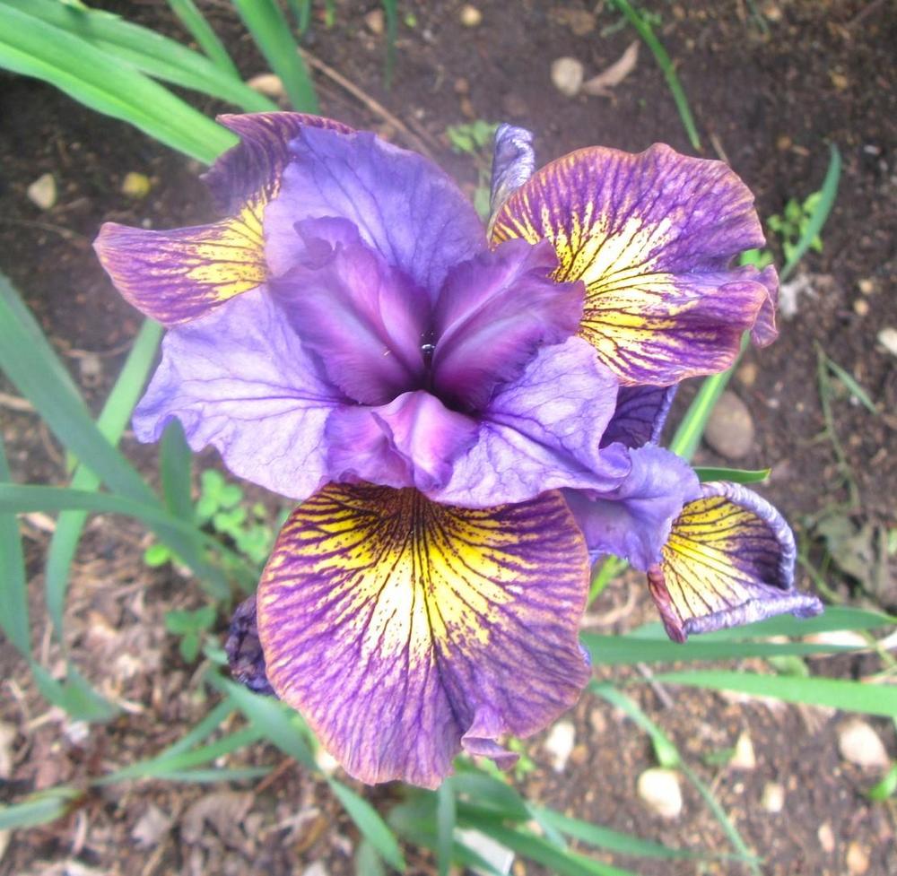 Photo of the bloom of Siberian Iris (Iris 'Purring Tiger') posted by ...