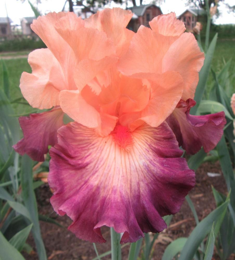 Photo of the bloom of Border Bearded Iris (Iris 'Wisecrack') posted by ...