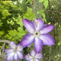 Clematis (Clematis viticella 'Venosa Violacea') in the Clematis ...