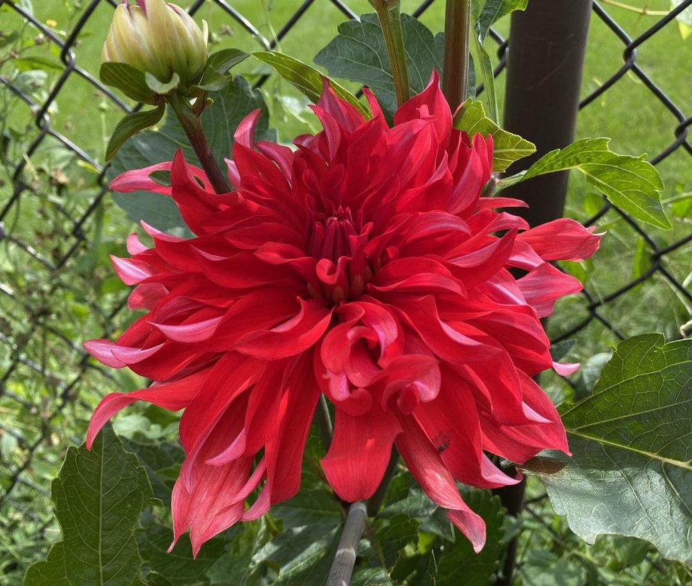 Photo of the bloom of Dahlia 'Red Labyrinth' posted by CorabethGodsey ...