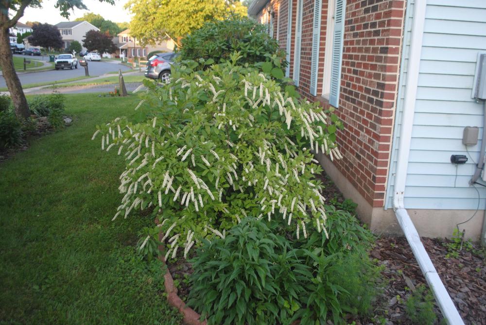 Photo of the entire plant of Virginia Sweetspire (Itea virginica 'Henry ...