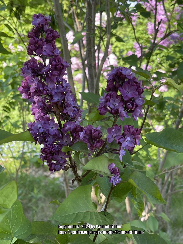 Photo of the bloom of Lilac (Syringa First Editions® Virtual Violet ...