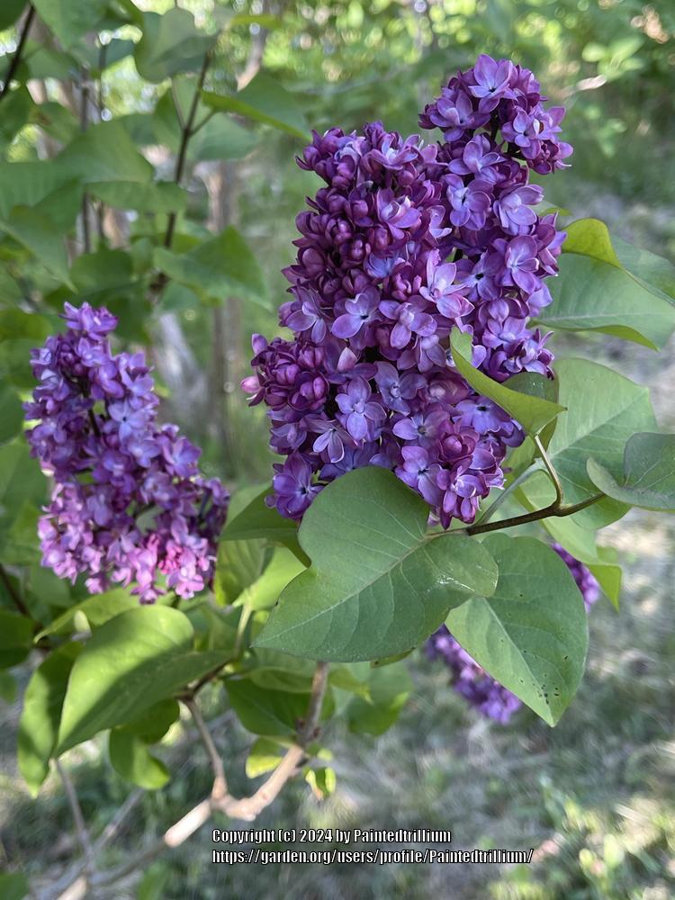 Photo of the bloom of Lilac (Syringa First Editions® Virtual Violet ...