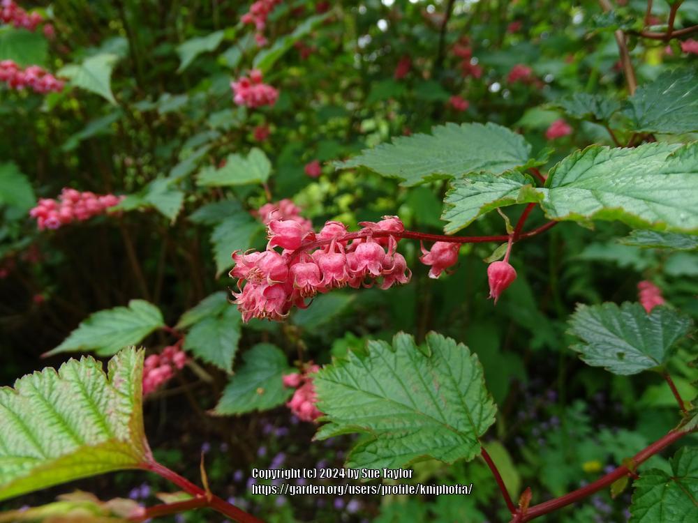 Neillia (Neillia affinis) - Garden.org