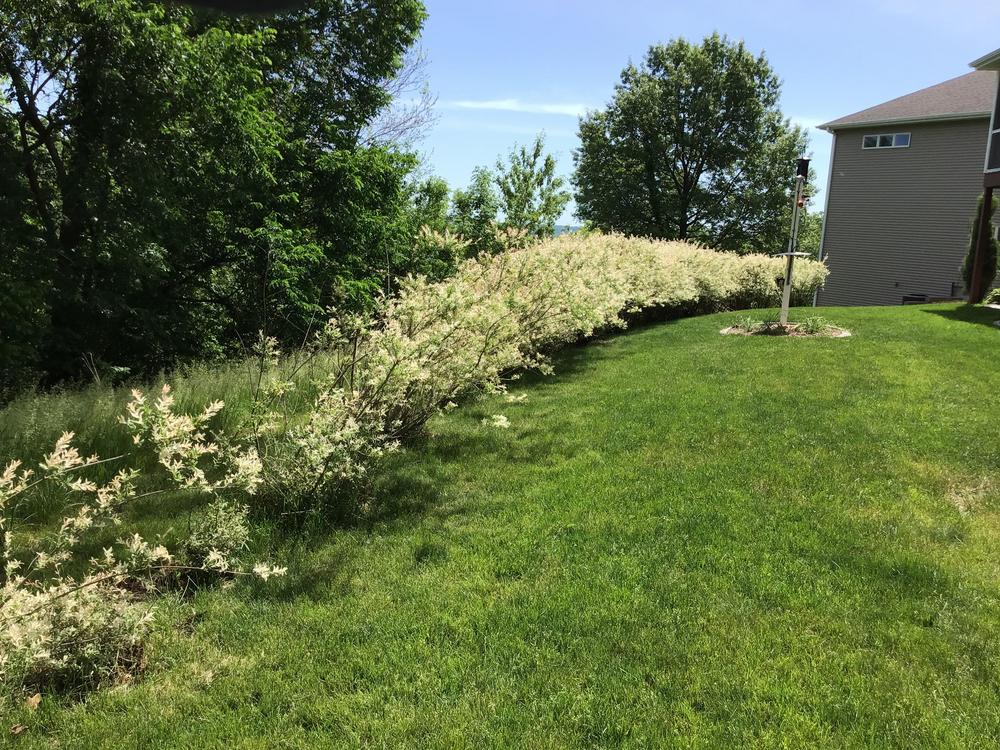 Problems with dappled willow hedge in the Ask a Question forum - Garden.org