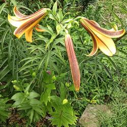 Lily (Lilium African Queen) in the Lilies Database - Garden.org
