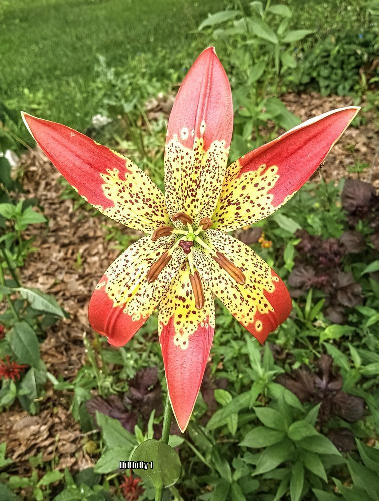 Photo of the bloom of Lily (Lilium 'Fusion') posted by HoodLily ...