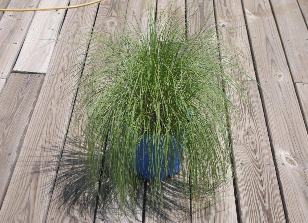 Photo of the seedling or young plant of Ruby Muhly (Muhlenbergia ...