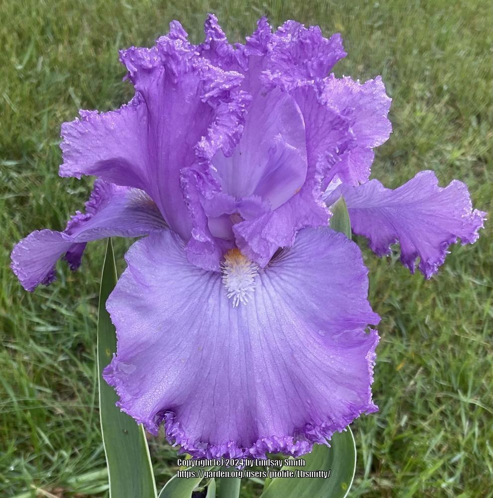 Photo of the bloom of Tall Bearded Iris (Iris 'Floating Feather ...