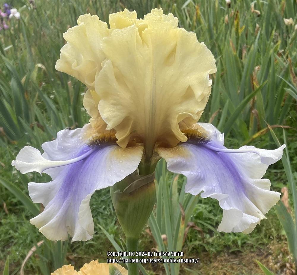 Tall Bearded Iris (Iris 'Floating Feather') in the Irises Database ...