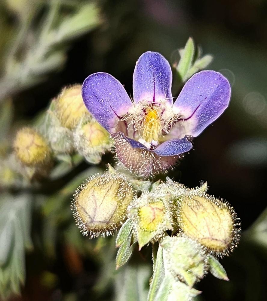 Plant list comment in Penstemon linarioides subsp. compactifolius ...