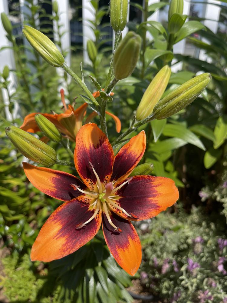 Photo of the bloom of Lily (Lilium 'Forever Susan') posted by Minyatur ...