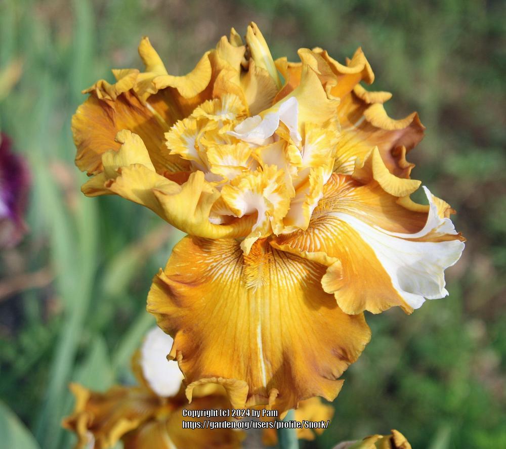 Please share your most unique iris bloom. in the Irises forum - Garden.org