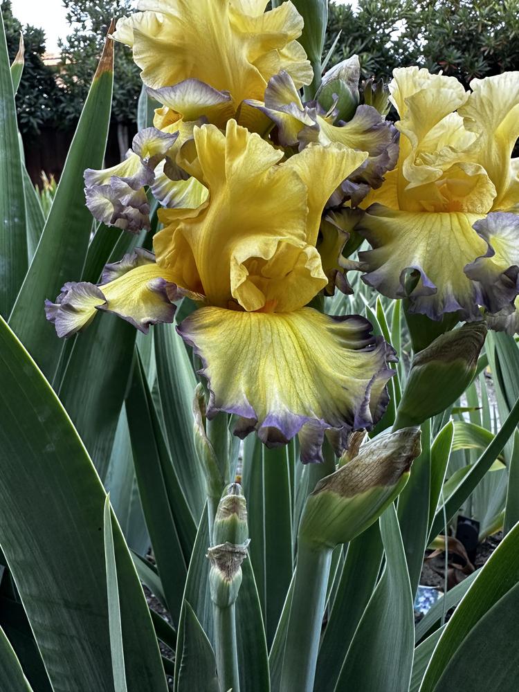 Photo of the bloom of Tall Bearded Iris (Iris 'Ruby Moon') posted by ...